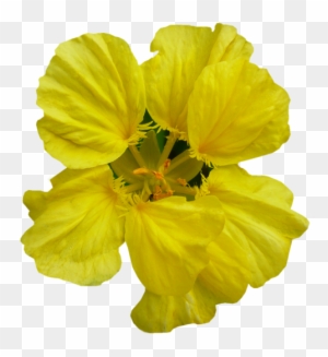 Evening Primrose Flower Oil - Evening Primrose Oil Png Transparent ...